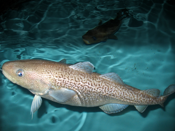 Research Shows How ‘The Blob’ Reduced Abundance Of Pacific Cod, Alaska ...