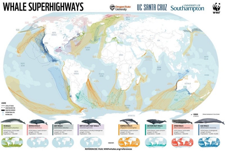 Map, Report Show Growing Dangers Along Whale ‘Superhighways’; Fishing ...