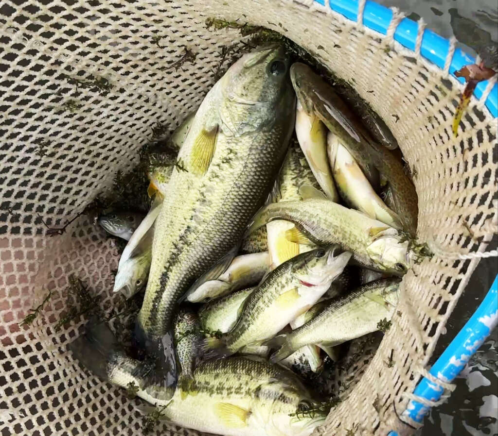 IDFG Surveys Impact On Fish From Copper Treatment Used To Kill Quagga ...