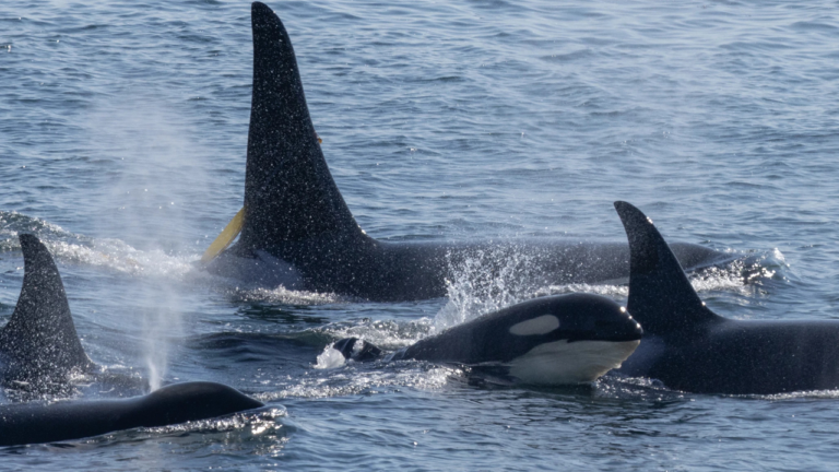 Boaters In Washington State Waters Must Now Stay 1,000 Yards (Half-Mile ...