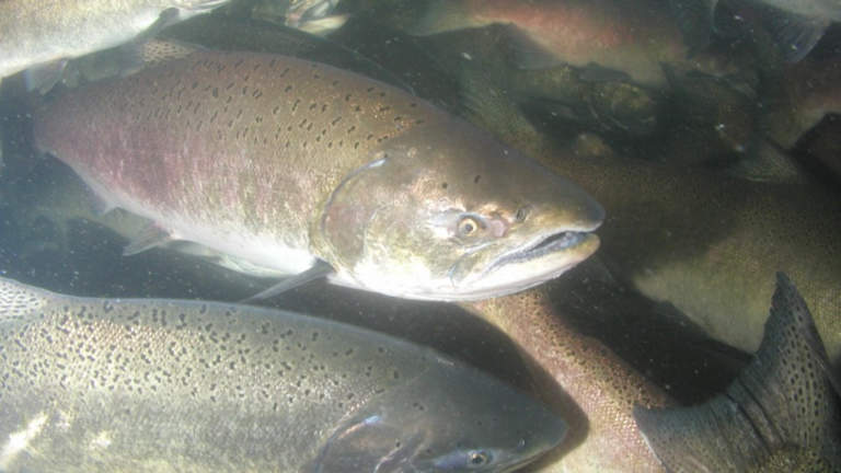 PFMC Tentatively Sets 2025-2026 Salmon Fishing Seasons For Oregon ...