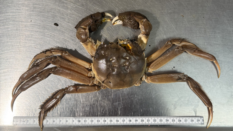 Invasive, Destructive Chinese Mitten Crab Found In Columbia River Near ...