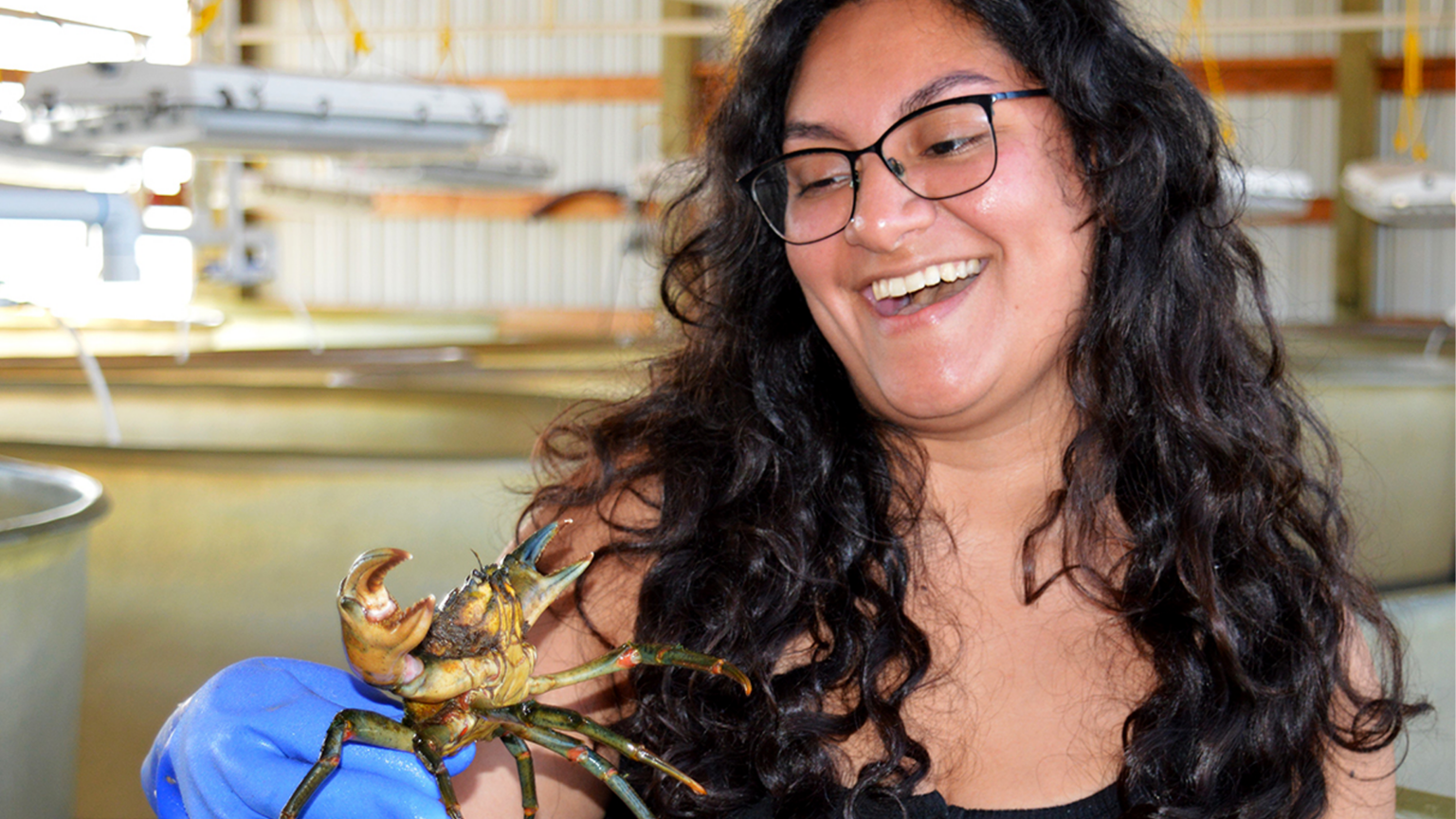Washington State’s Green Crab Invasion: WSU Study Finds Juvenile Green ...