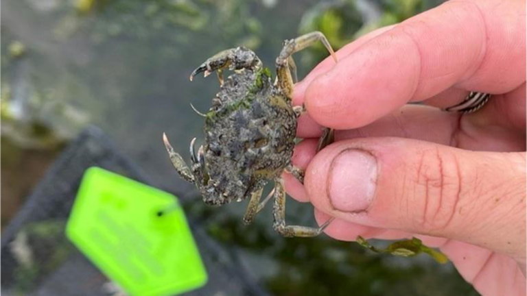 Destructive European Green Crabs Found For First Time In South Central ...