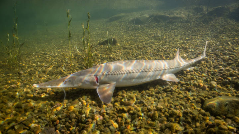 Pallid Sturgeon Recovery No Easy Task For Montana Fish Biologists, Less ...