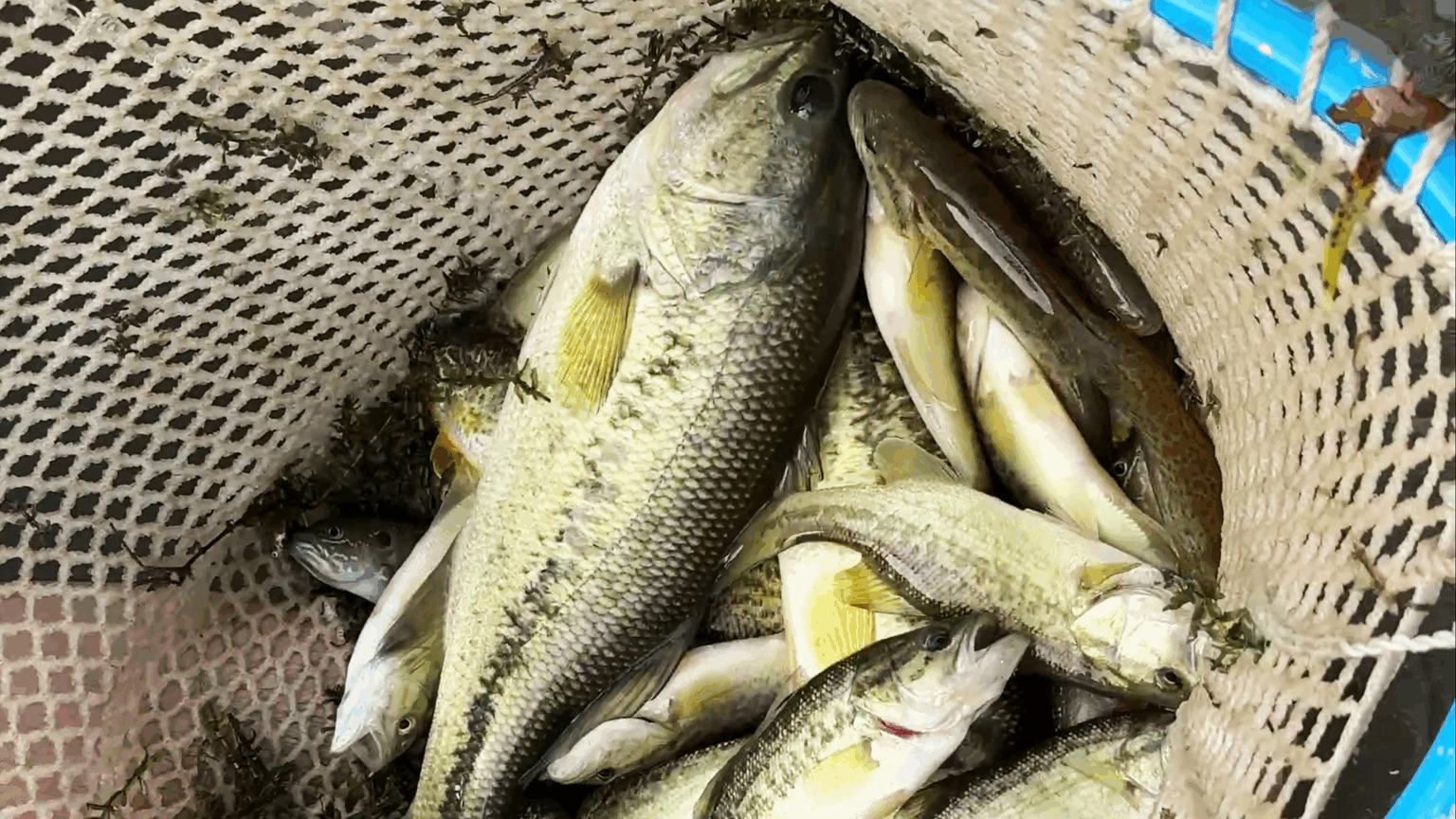 Study Details Extensive Impacts Of Chemical Treatment Used To Eliminate ...