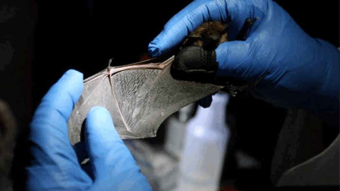 First Detections West Of Continental Divide Of Fungus Causing White ...