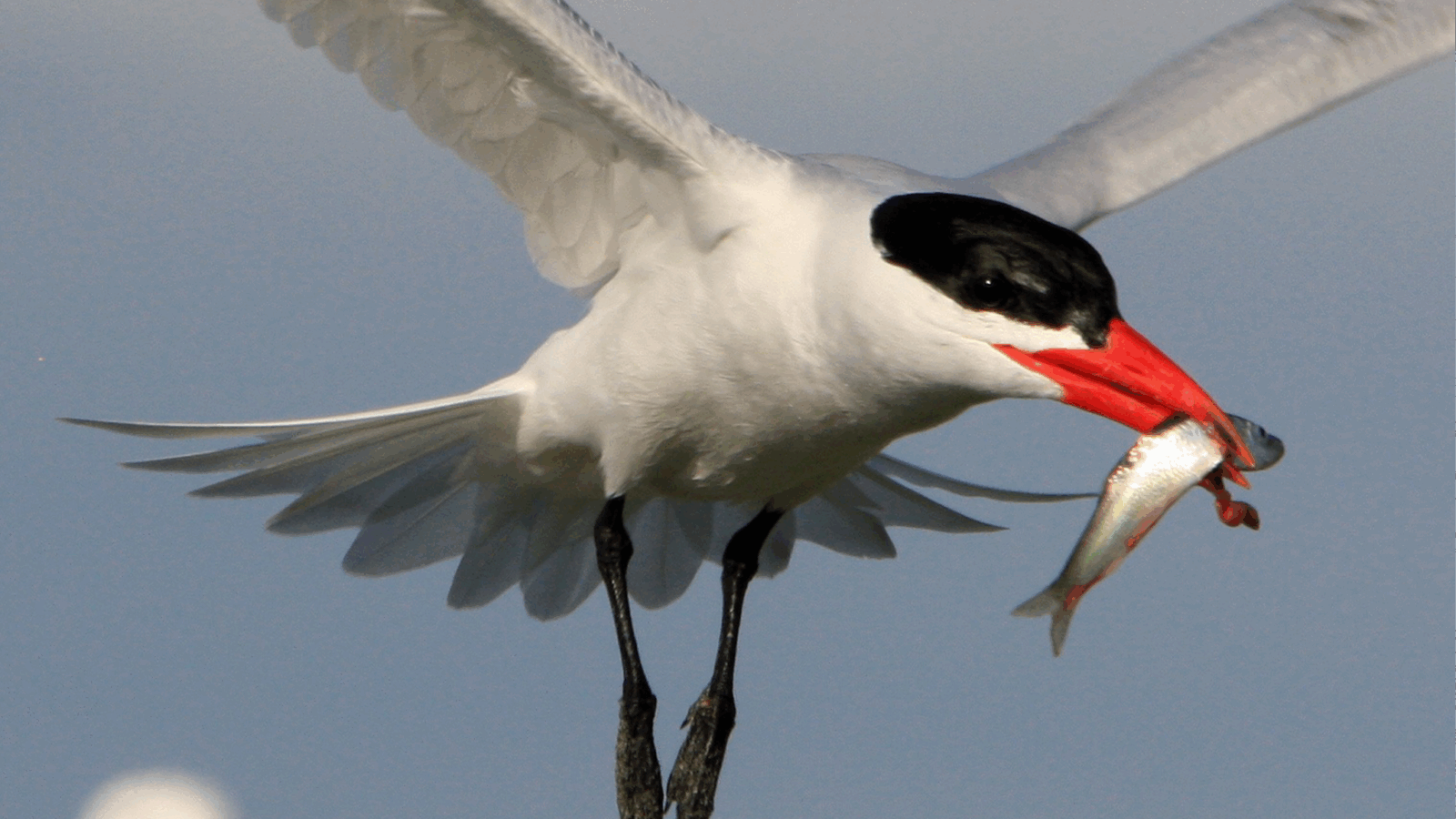 Washington Working Group Produces Report Assessing Impacts Of Avian ...