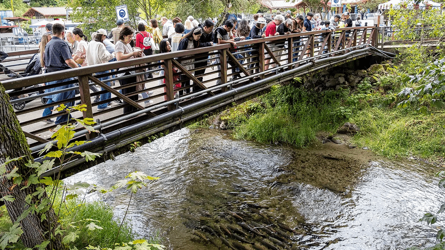 WDFW Study Shows Juvenile Chinook Salmon Face Cocktail Of Chemicals In ...