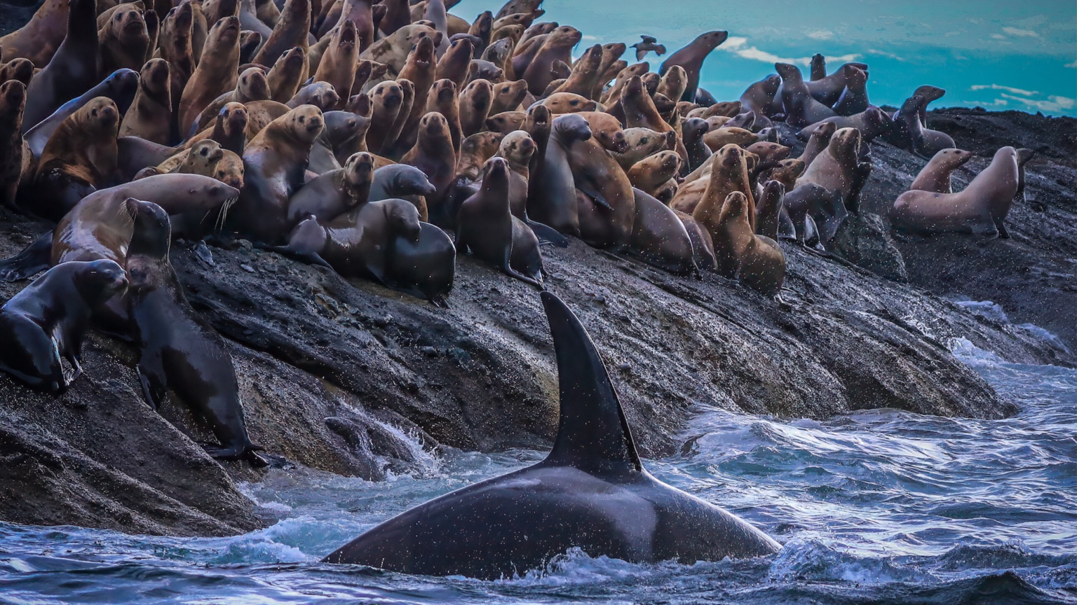British Columbia Researchers Confirm Two Distinct Subpopulations Of ...