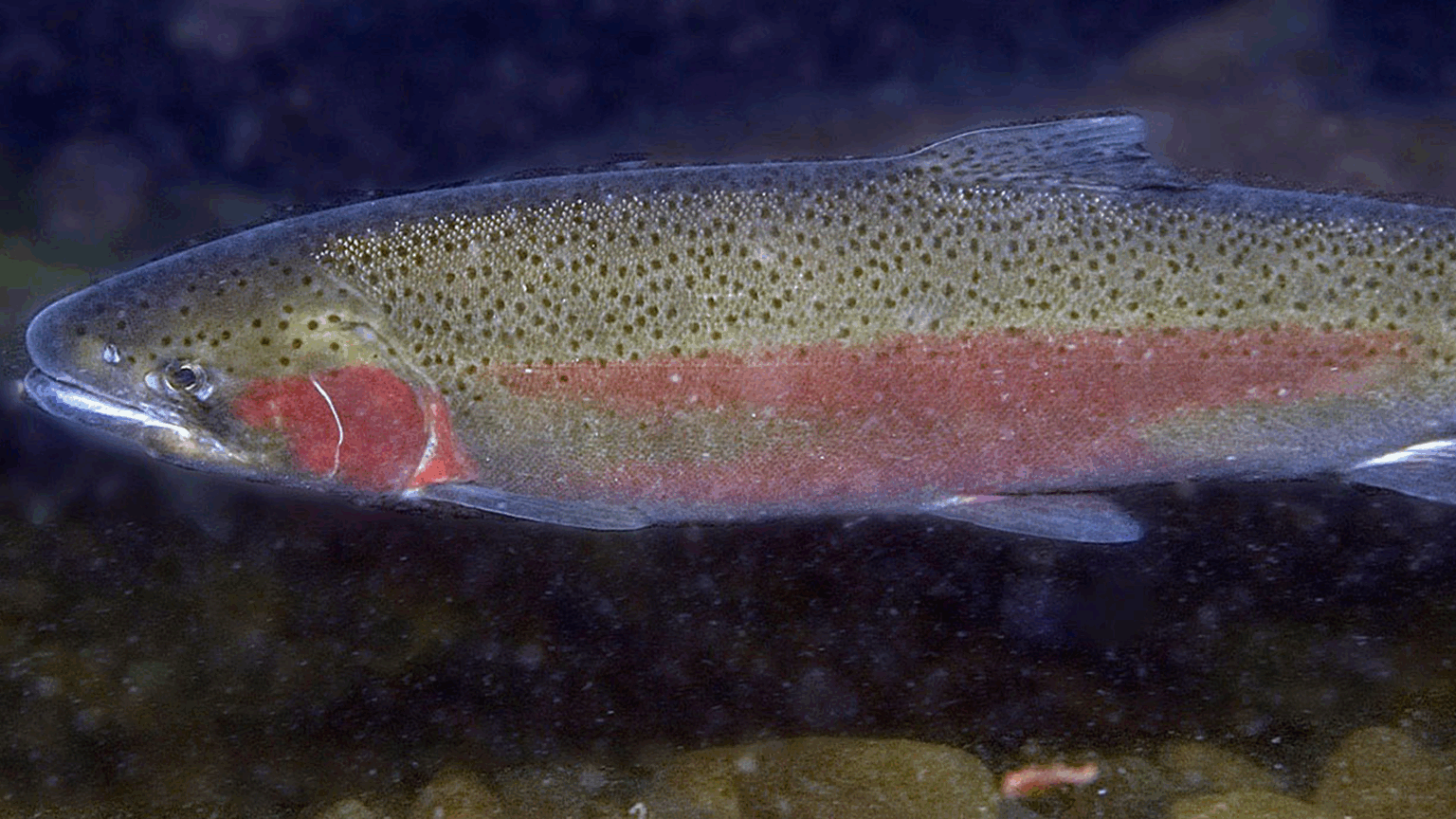 Scientists Review Fish Passage Center’s Latest Comparative Salmon ...