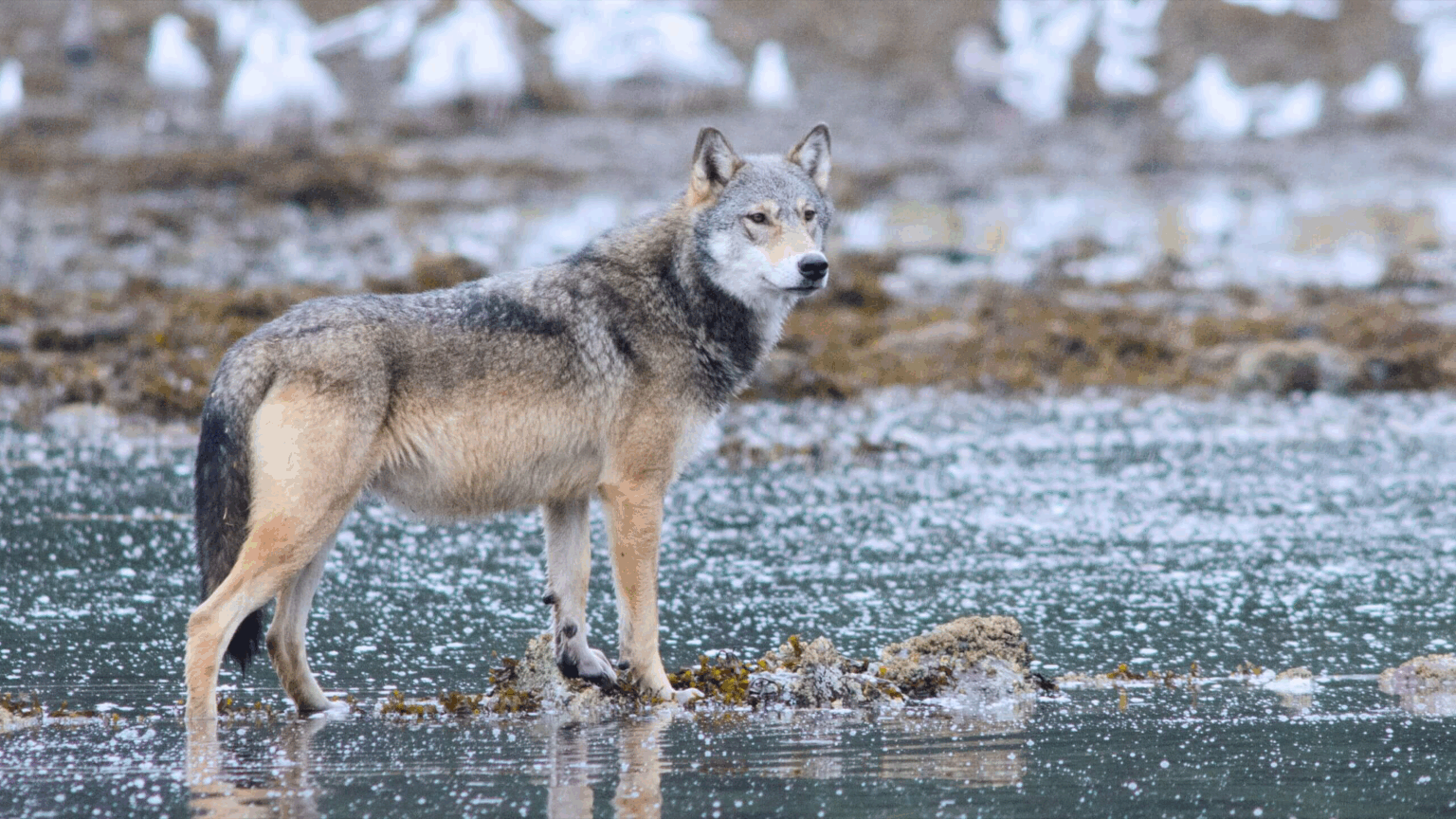 Tool Use By Wolves? Study (With Video) Shows Wolves In British Columbia Pulling Crab Traps Out ...