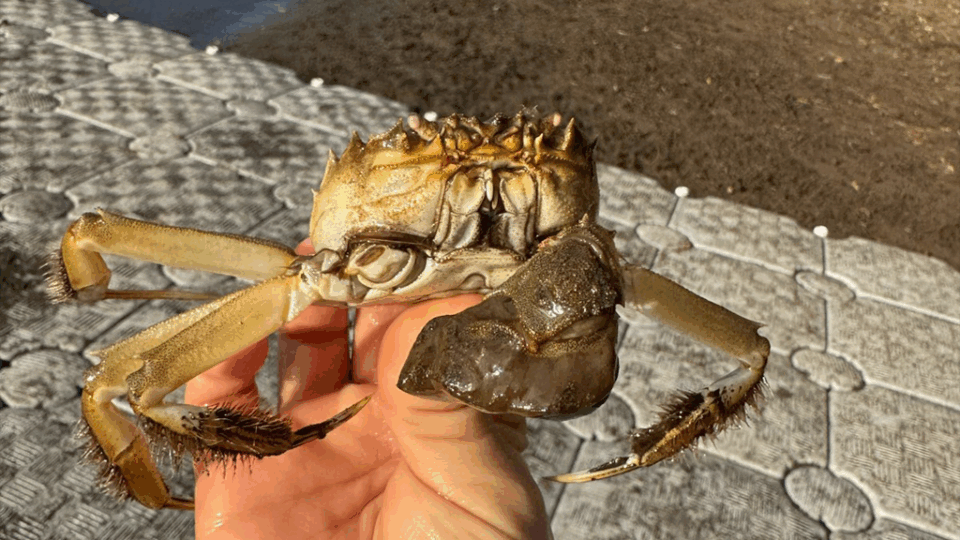 Invasive, Destructive Chinese Mitten Crab Found In Willamette River, Biologists Work To ...