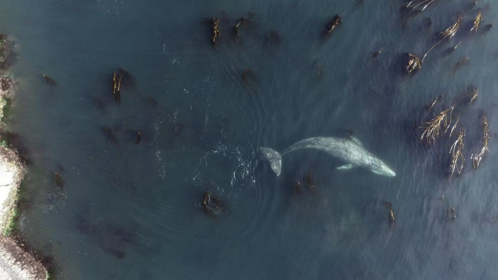2026 Proving Deadly For West Coast Whales: Group’s Analysis Shows 51 ...